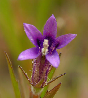Monopsis Simplex Seeds | Seeds for Africa