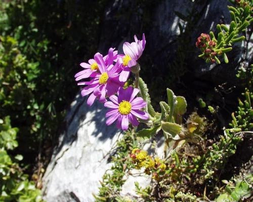 Senecio Arenarius - Hongerblom Seeds | Seeds for Africa