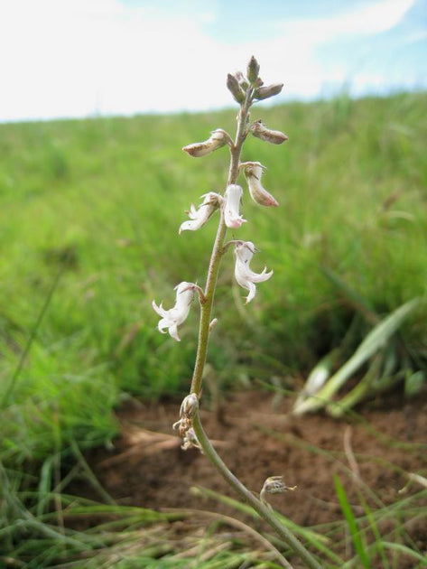 Cyphia Elata Seeds | Seeds for Africa