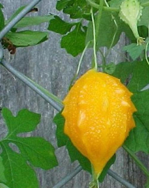Momordica Balsamina Seeds | Seeds For Africa