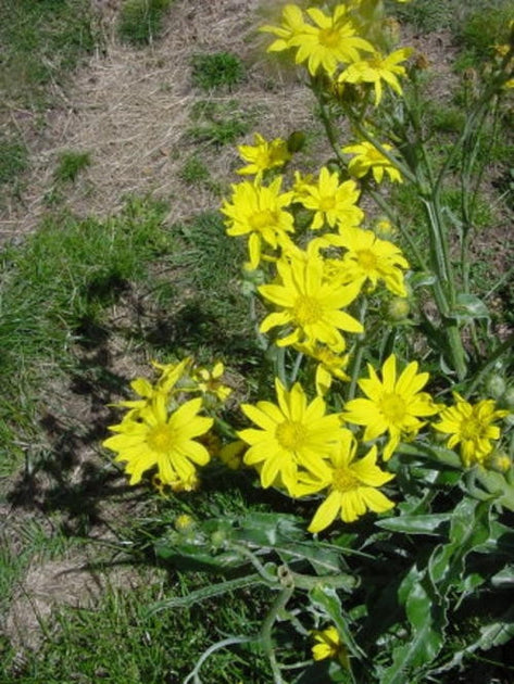 Senecio Macrospermus - Indigenous South African Perrenial Shrub - 5 Se