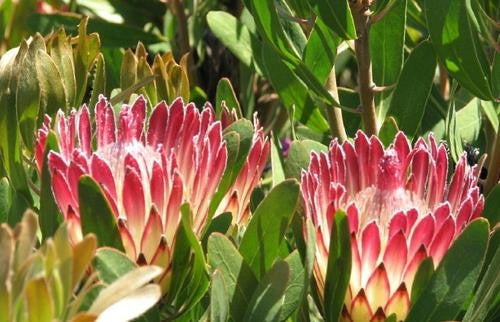 Protea Susannae - Stink-leaf Protea - 5 Seeds