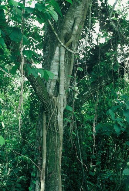 Ficus Polita - Indigenous South African Fig Tree Seeds | Seeds for Africa