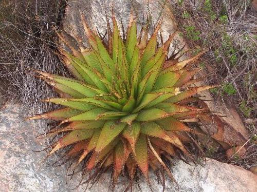 Aloe Lineata Muirii Seeds | Seeds for Africa