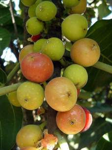 Ficus Trichopoda Seeds | Seeds for Africa