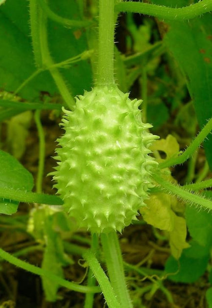 Cucumis Anguria Seeds | Seeds for Africa