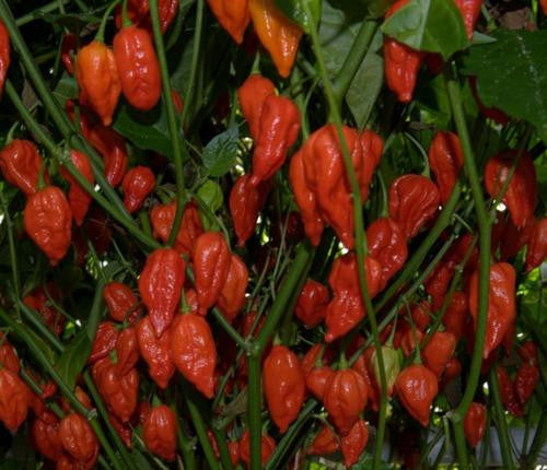 Naga Morich Seeds | Seeds for Africa
