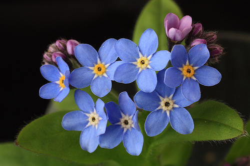 Forget Me Not Blue Seeds | Seeds for Africa