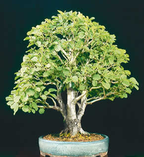 Japanese Alder - Alnus Japonica - Exotic Japanese Bonsai Tree - 5 Seed