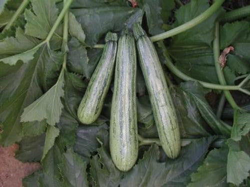 Caserta Squash / Baby Marrow Seeds | Seeds for Africa