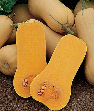 Waltham Butternut Seeds | Seeds for Africa