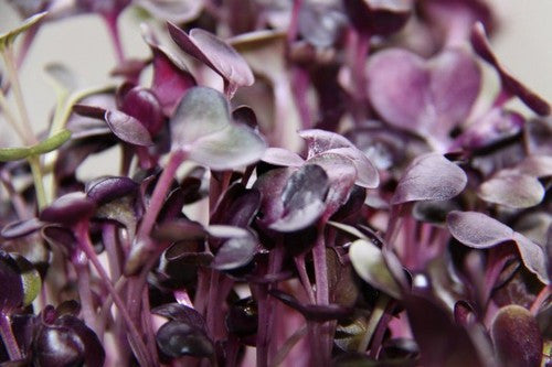 Red Sango Cress Seeds | Seeds for Africa