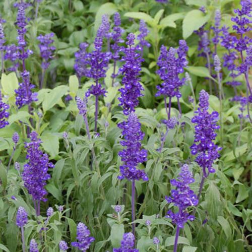 Salvia Rhea Blue - Salvia farinacea Seeds | Seeds for Africa