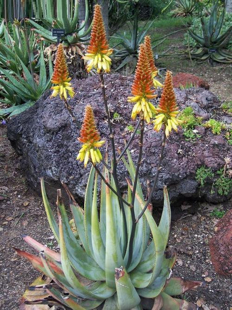 Aloe wickensii Yellow Seeds | Seeds for Africa