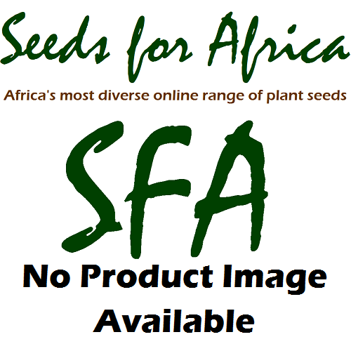 Aloe modesta Seeds | Seeds for Africa