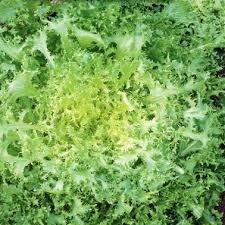 St Laurent Endive - Cichorium endivia Seeds | Seeds for Africa