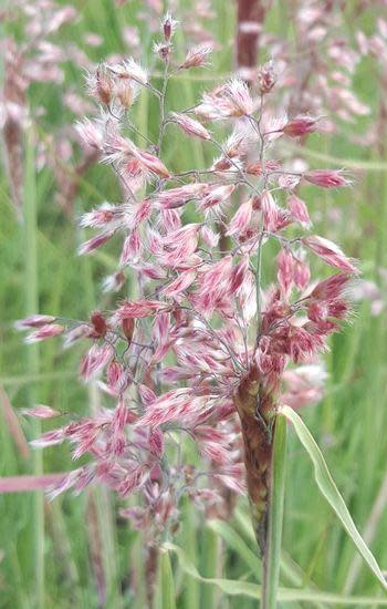 Melinis repens Grass Seeds | Seeds For Africa
