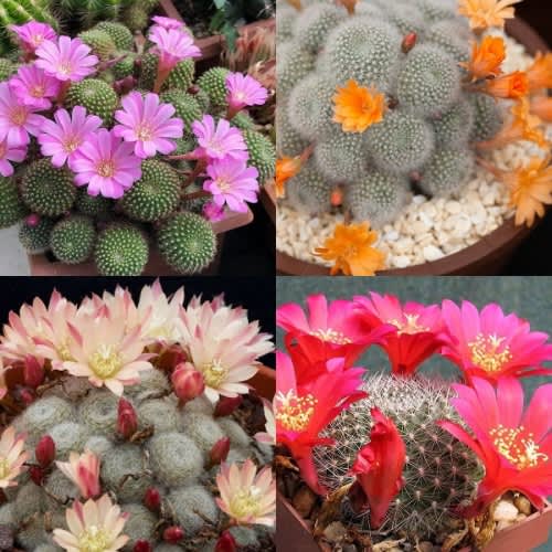 Rebutia mix Cacti Seeds | Seeds for Africa