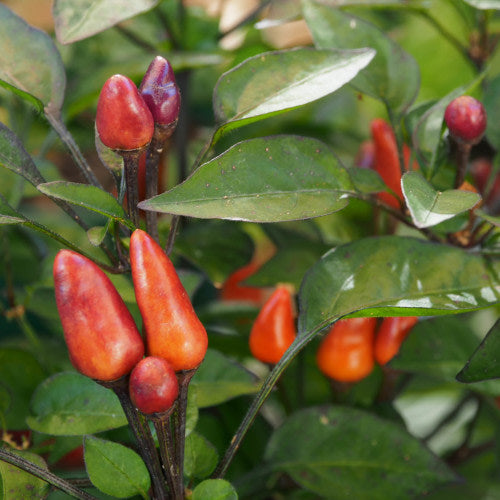 Malaysian Explosive Ember - Chilli Pepper - Capsicum annuum - 5 Seeds