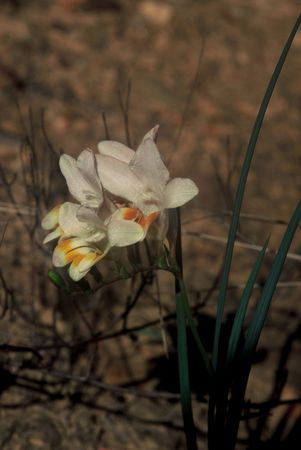 Freesia Caryophyllacea Seeds | Seeds for Africa