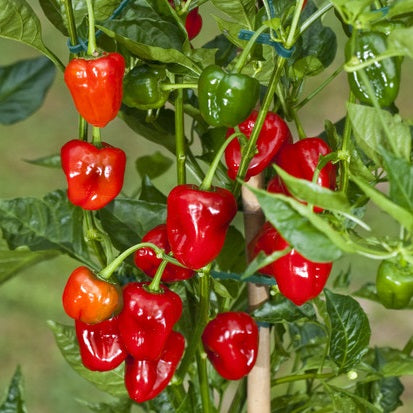 Caribbean Pepper Plants