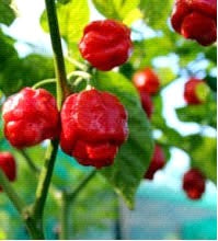 Borg 9 - Chilli Pepper - Capsicum Chinense - 5 seeds