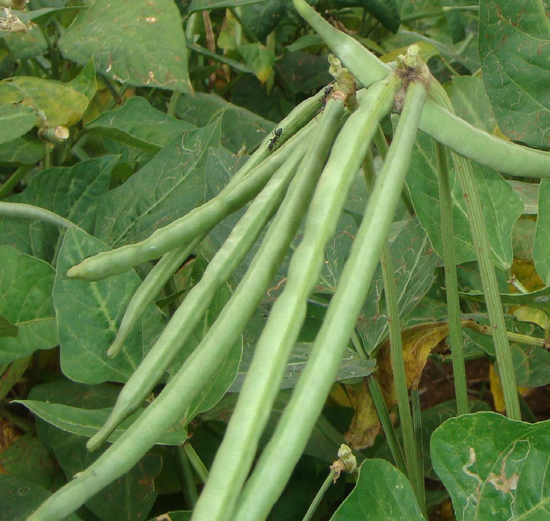 Cowpea Plant