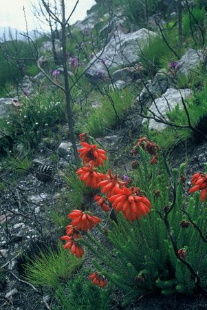Erica Cerinthoides Seeds | Seeds for Africa