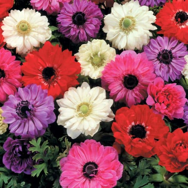 Anemone Double Regular – Mixed – 25 bulbs p/pack (Bulbs - not seeds)