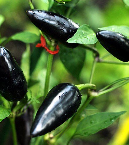 Hungarian Black Chilli Pepper Seeds | Seeds for Africa