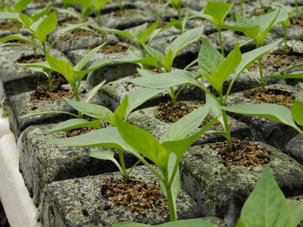 Jiffy Growblocks - Various Sizes | Hydroponic | Seeds For Africa