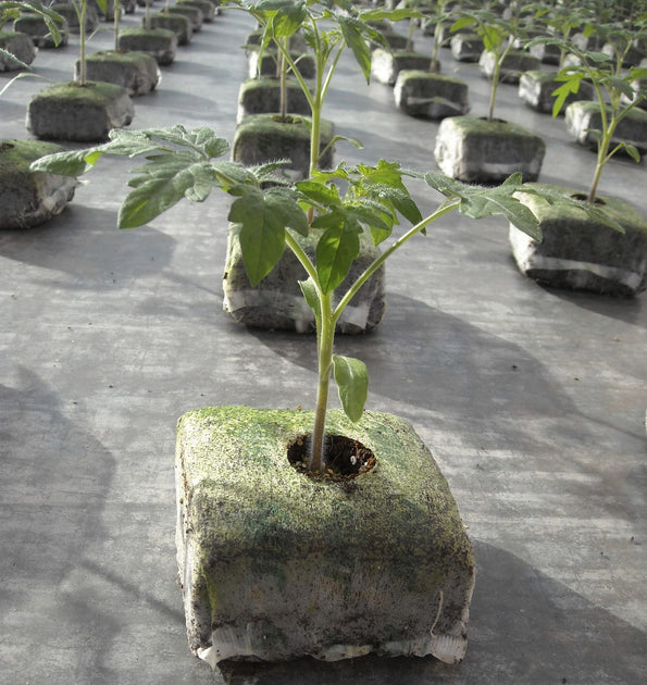 Jiffy Growblocks - Various Sizes | Hydroponic | Seeds For Africa