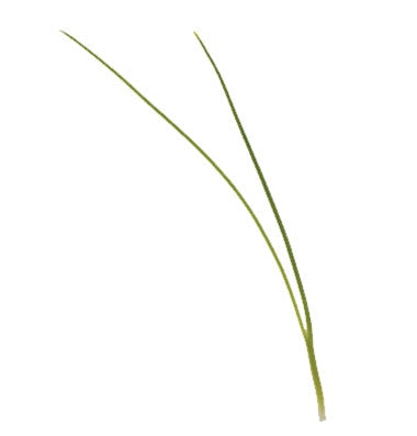Scallion / Spring Onion Seeds | Seeds for Africa