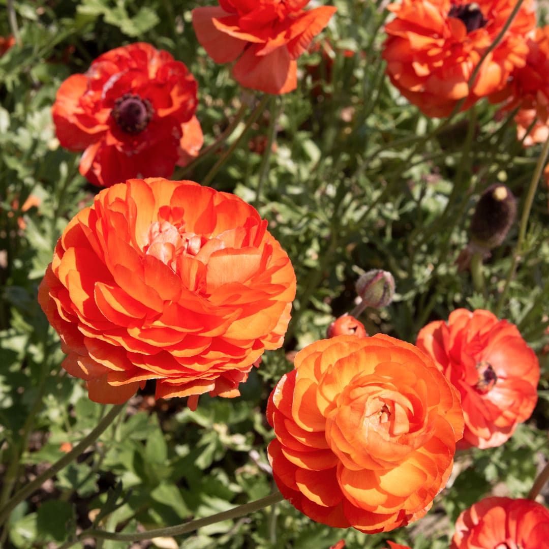 orange ranunculus bulbs