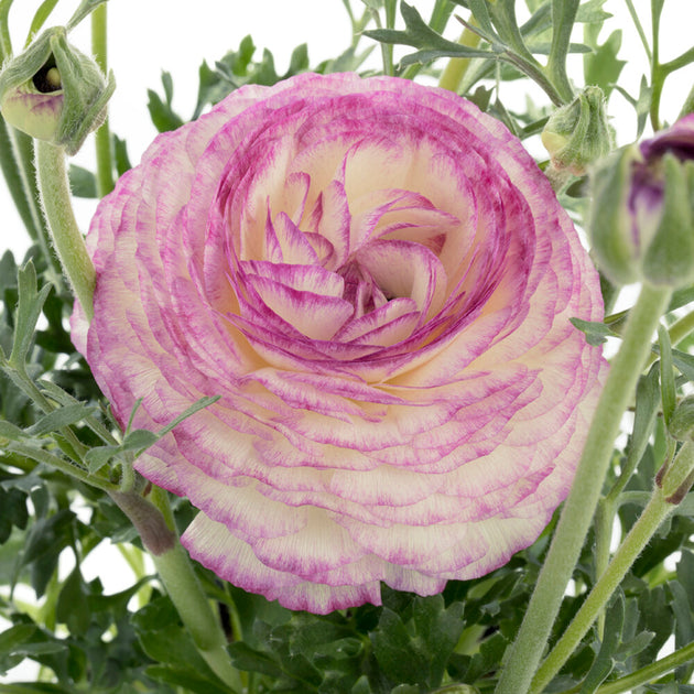 Ranunculus Mache Vanilla Rose Bicolour Flower Seeds | Seeds for Africa