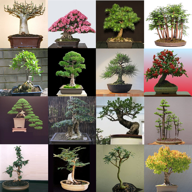 Premium Bonsai Package - 16 Species - 115 Fresh Seeds