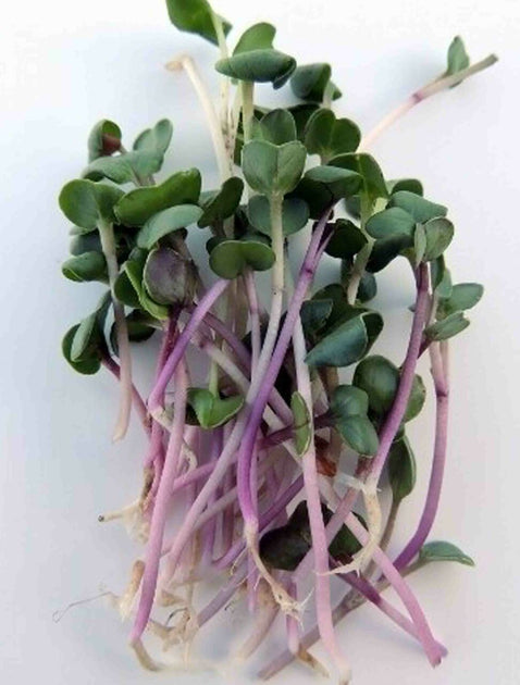 Japanese Red Daikon Sango Radish Cress Seeds | Seeds for Africa