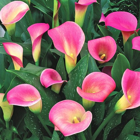 Arum Lily - Zantedeschia - Pillow Talk (Pink) - Flower Bulbs (Not Seed