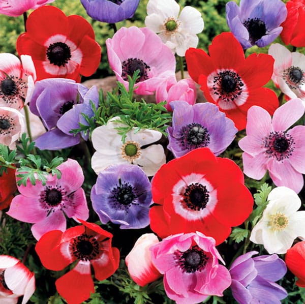 Anemone Single Regular – Mixed – 25 bulbs p/pack (Bulbs - not seeds)
