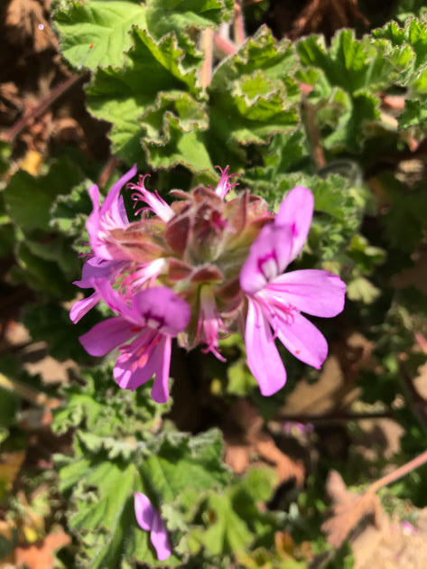 Pelargonium Capitatum - Rose Scented Geranium - Indigenous South Afric